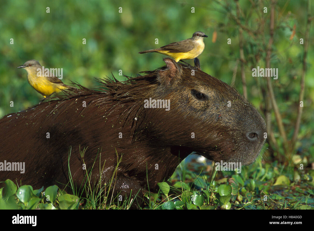 Cattle Tyrant (Machetornis rixosa) birds on Capybara (Hydrochoerus ...
