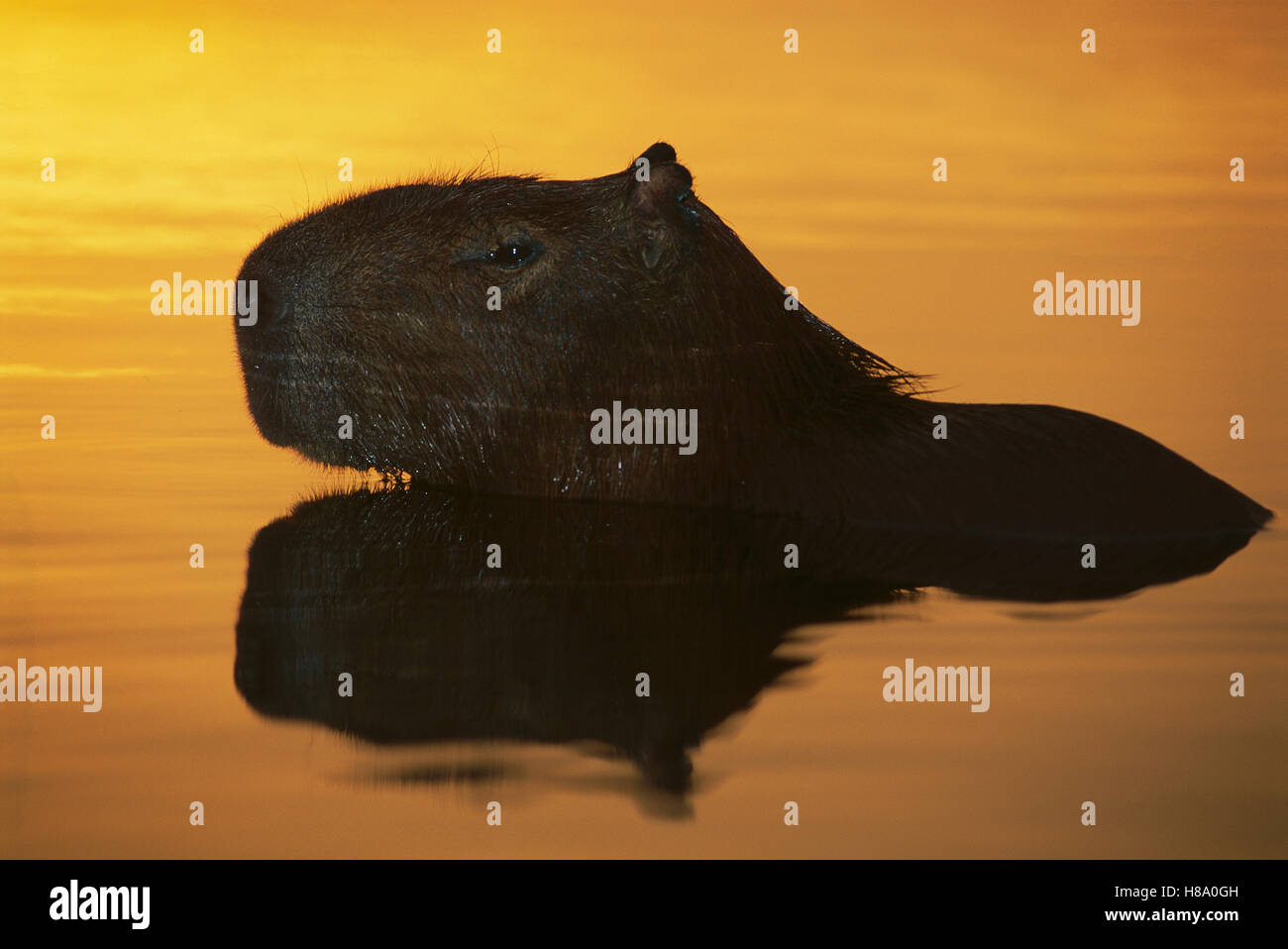 Capybara (Hydrochoerus hydrochaeris) in river at sunrise, Pantanal ...