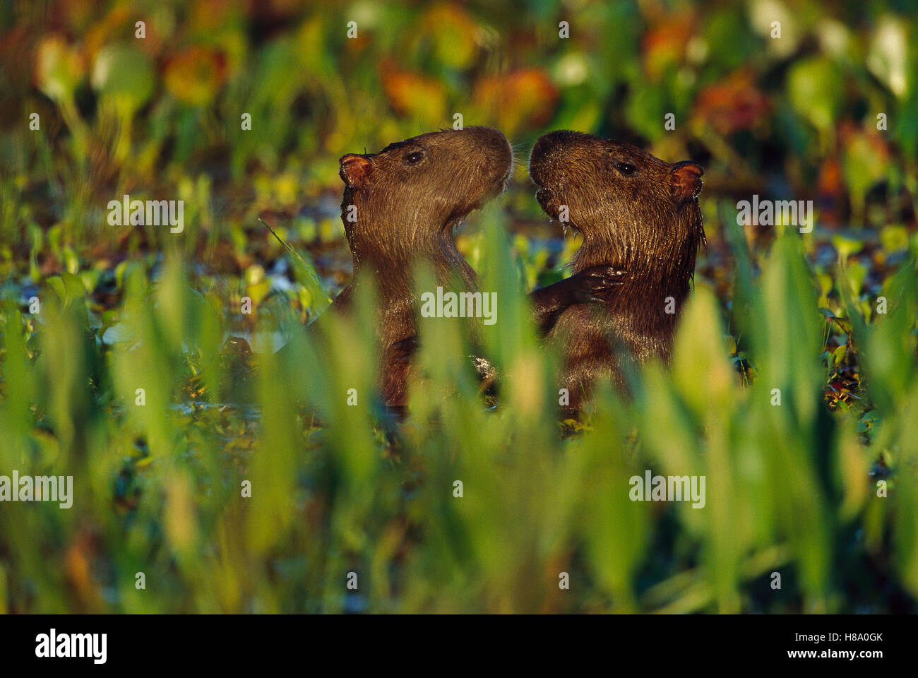 Capybara (Hydrochoerus hydrochaeris) young playing, Pantanal, Brazil ...