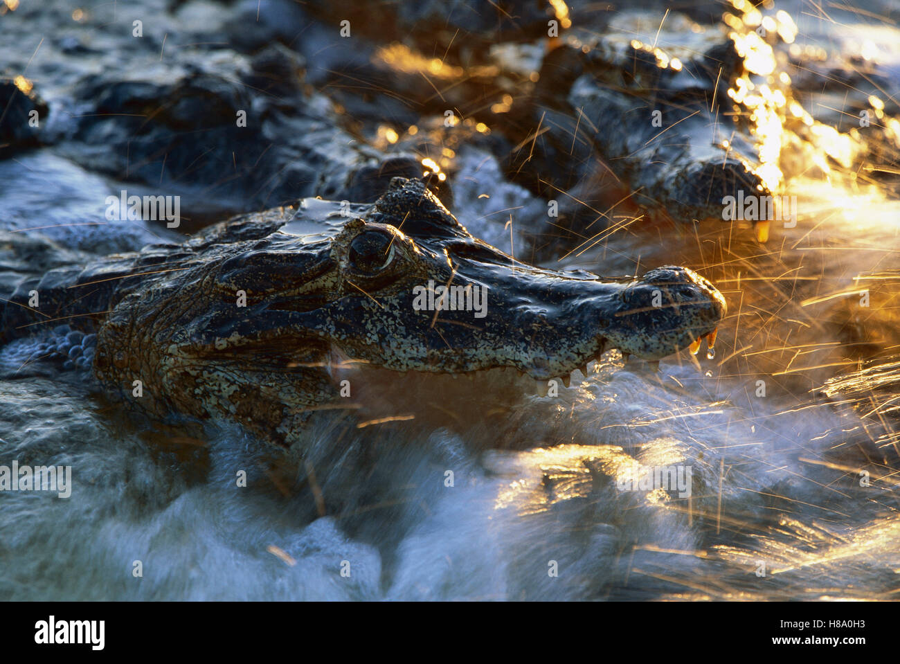 Jacare Caiman (Caiman yacare) waiting for prey, Mato Grosso, Pantanal ...