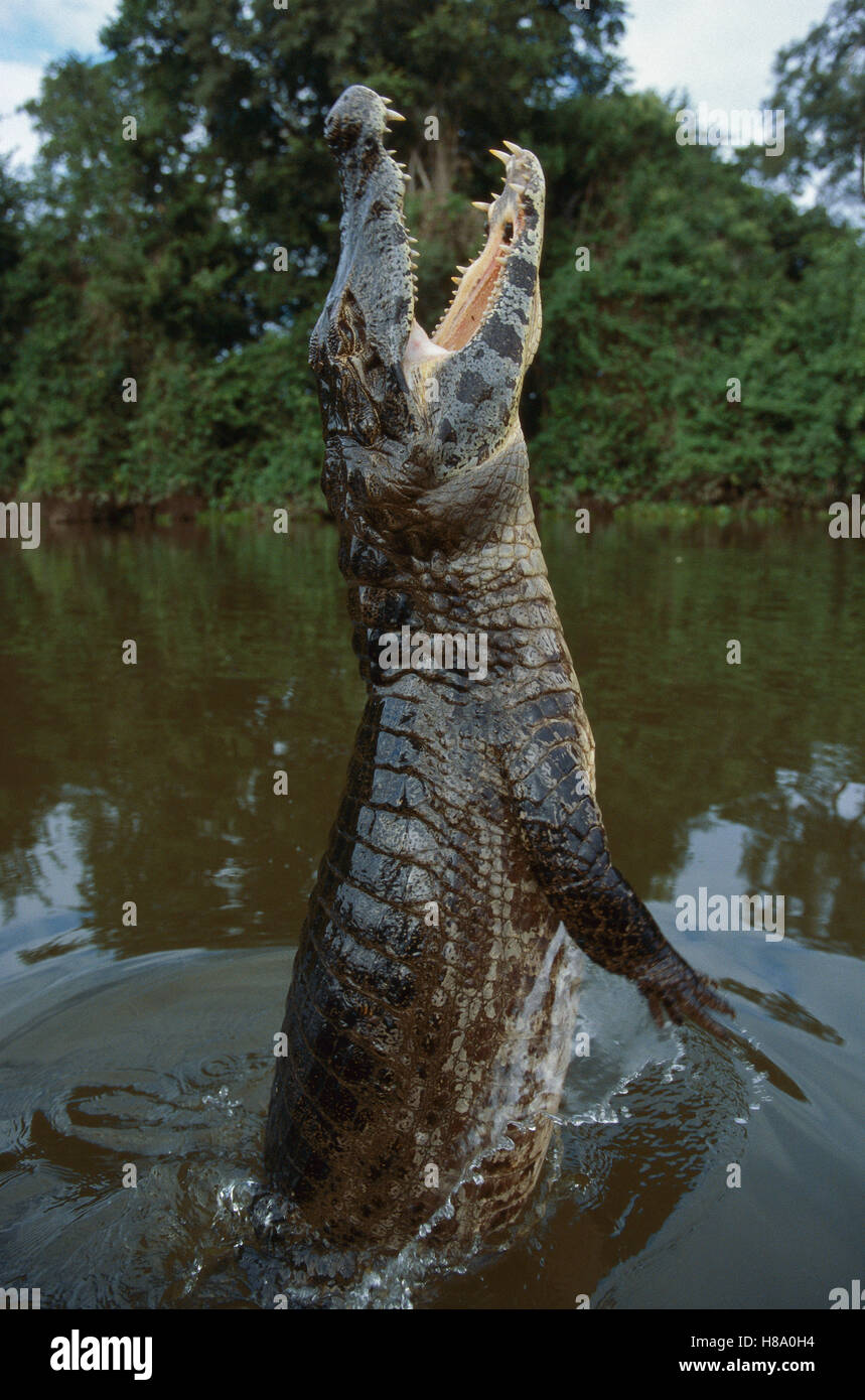 Jacare Caiman (Caiman yacare) jumping out of water, Pantanal, Brazil ...