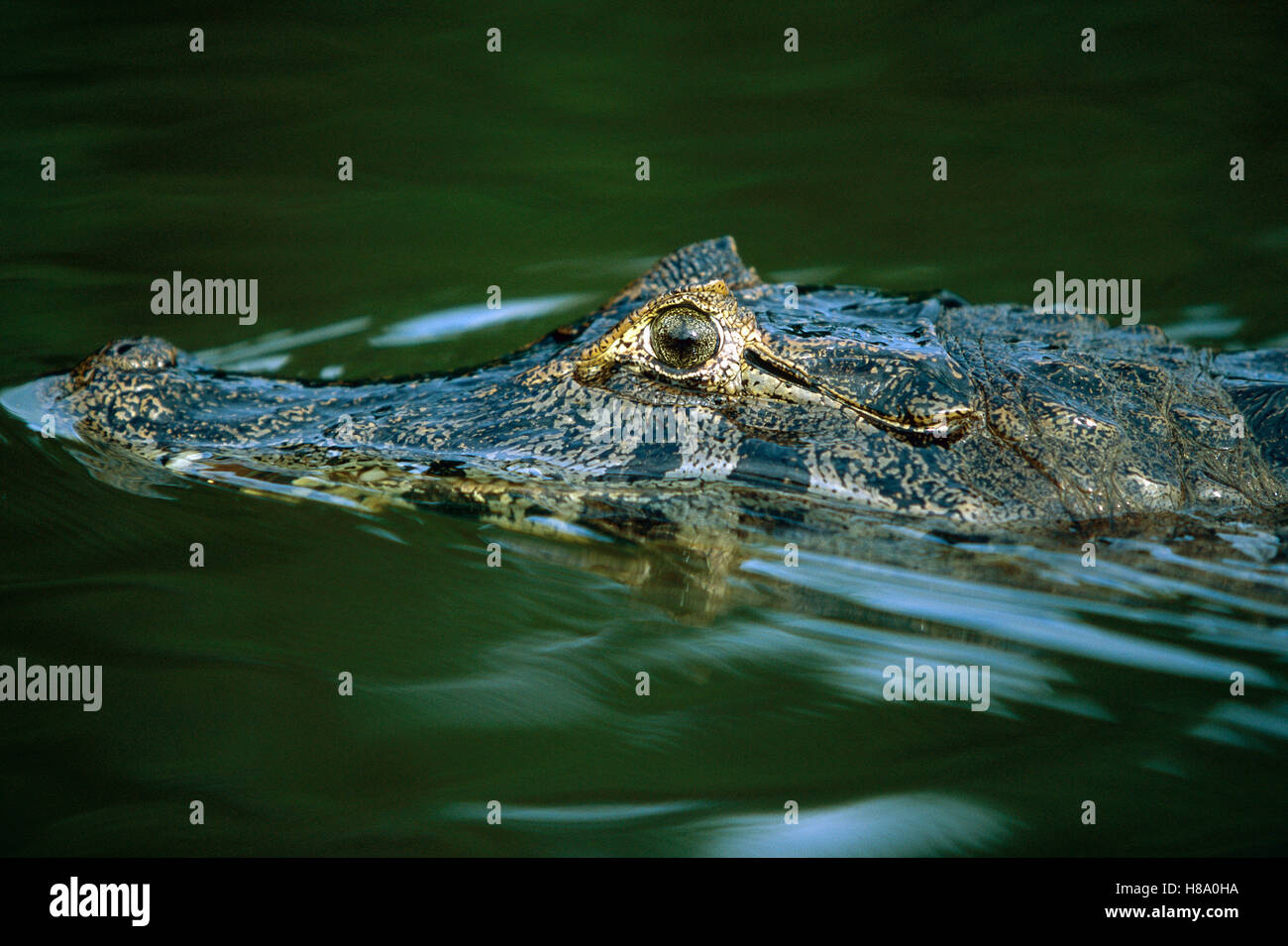 Jacare Caiman (Caiman yacare) swimming, Pantanal, Brazil Stock Photo ...