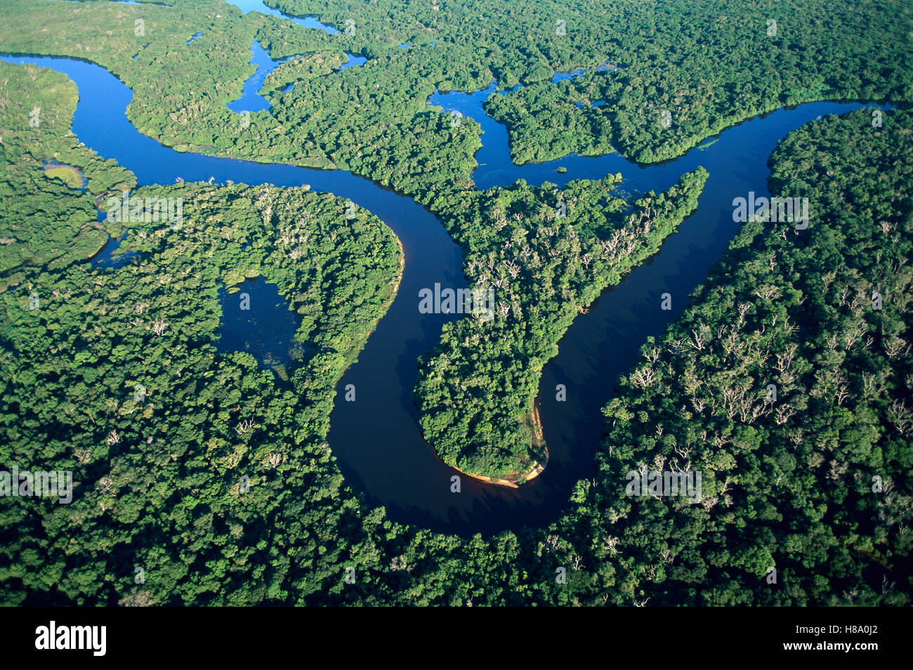 Rio Negro river surrounded by rainforest, southern Pantanal, Brazil Stock Photo - Alamy
