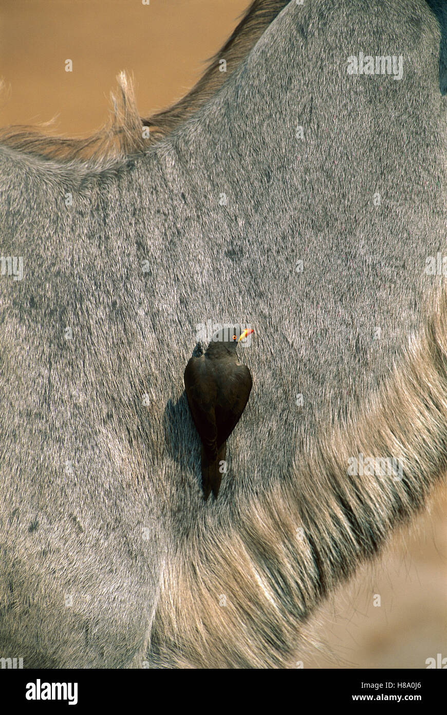 Yellow-billed Oxpecker (Buphagus africanus) on Greater Kudu ...