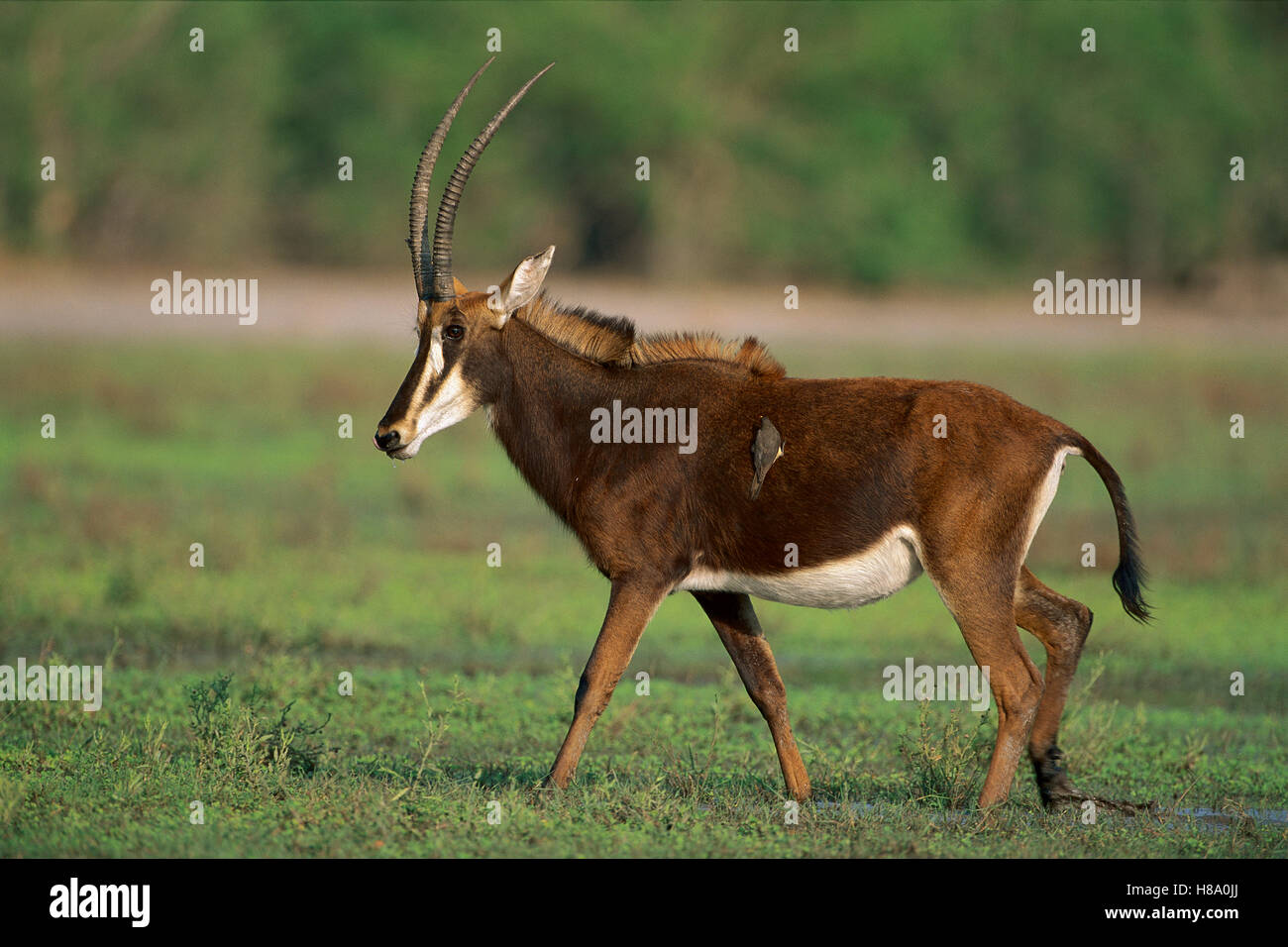 Sable Antelope (Hippotragus niger) walking, Moremi Game Reserve ...