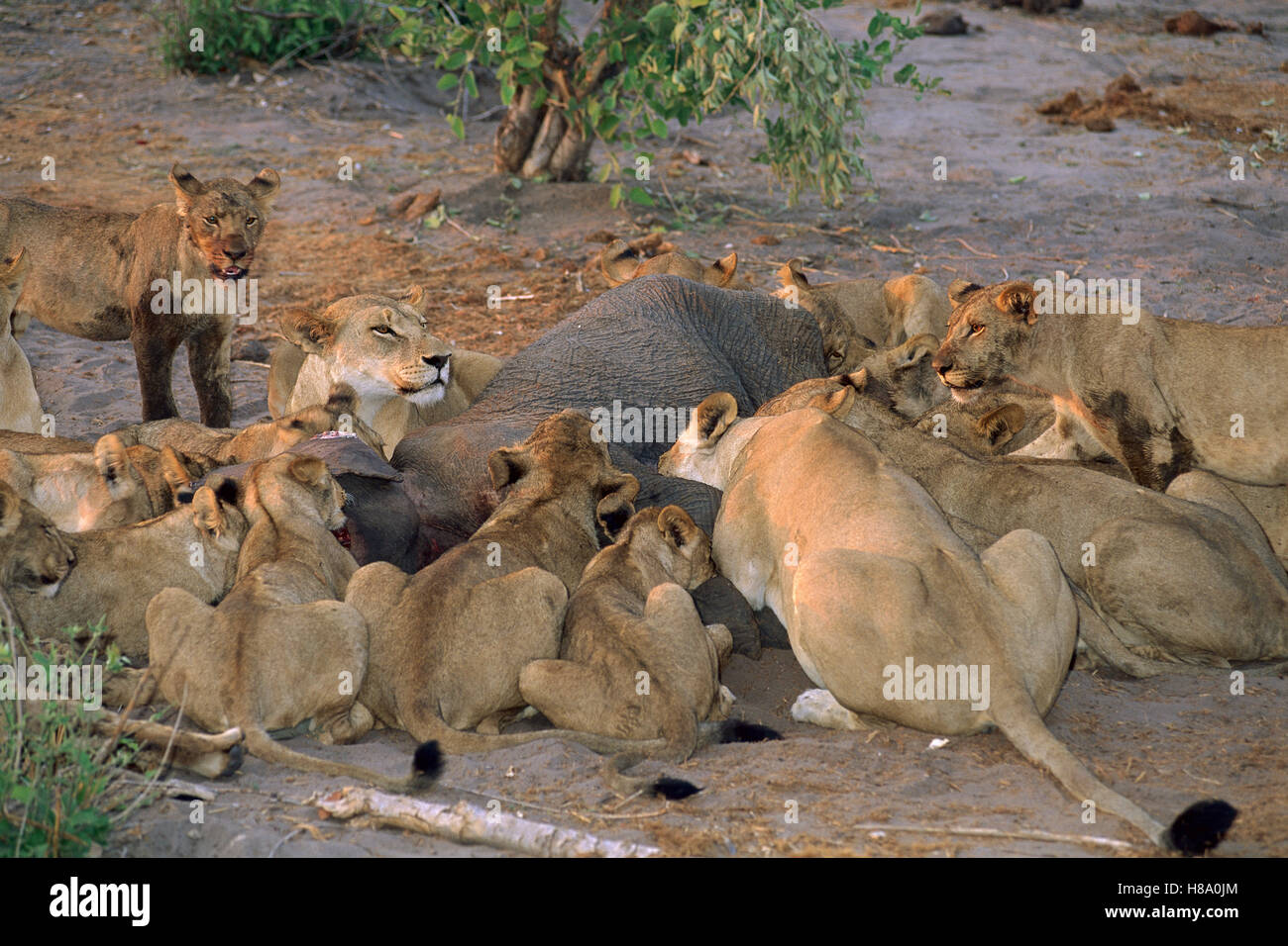African Lion (Panthera leo) pride feeding on African Elephant ...