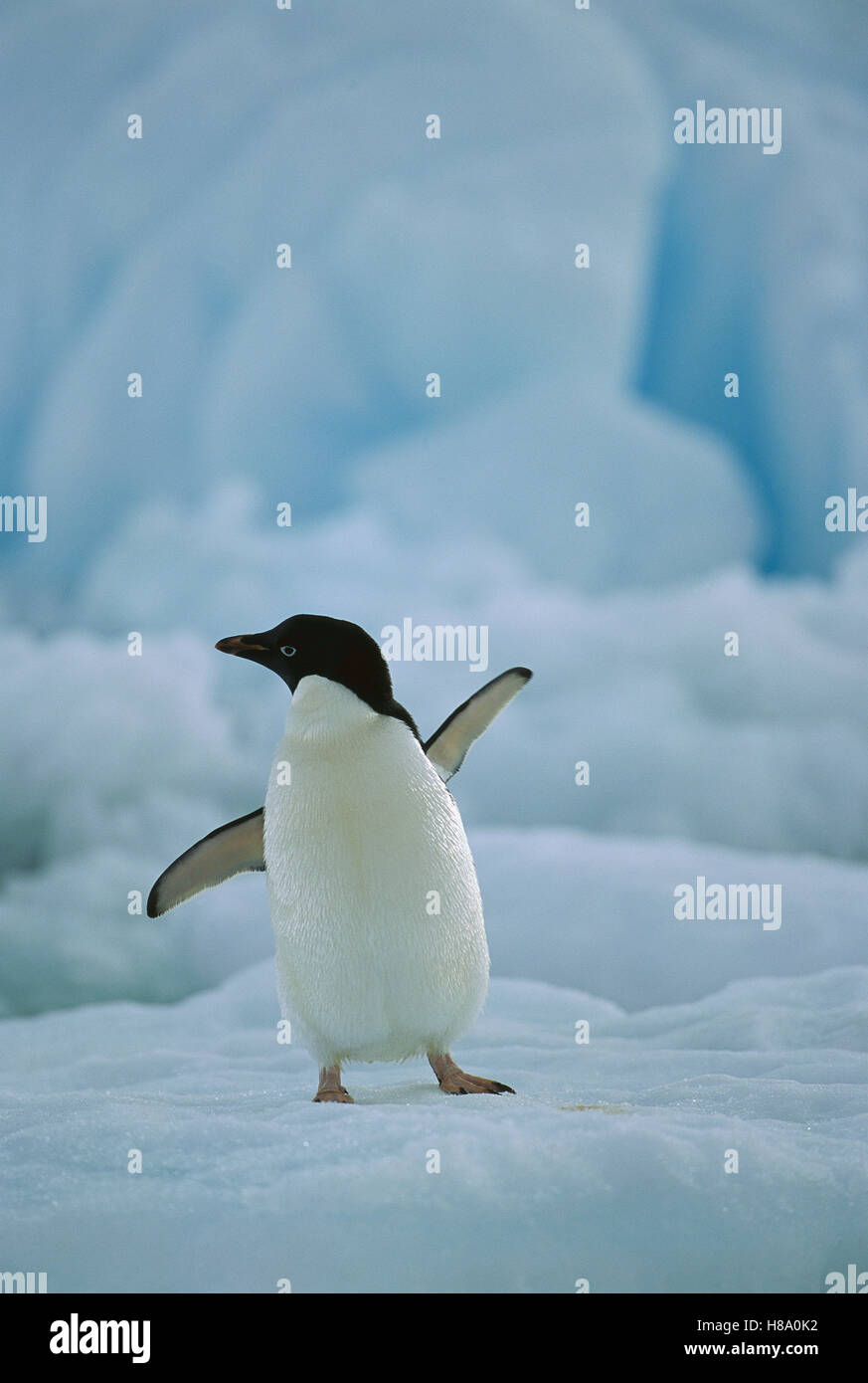 Adelie Penguin (Pygoscelis adeliae) on ice floe, Paulet Island ...