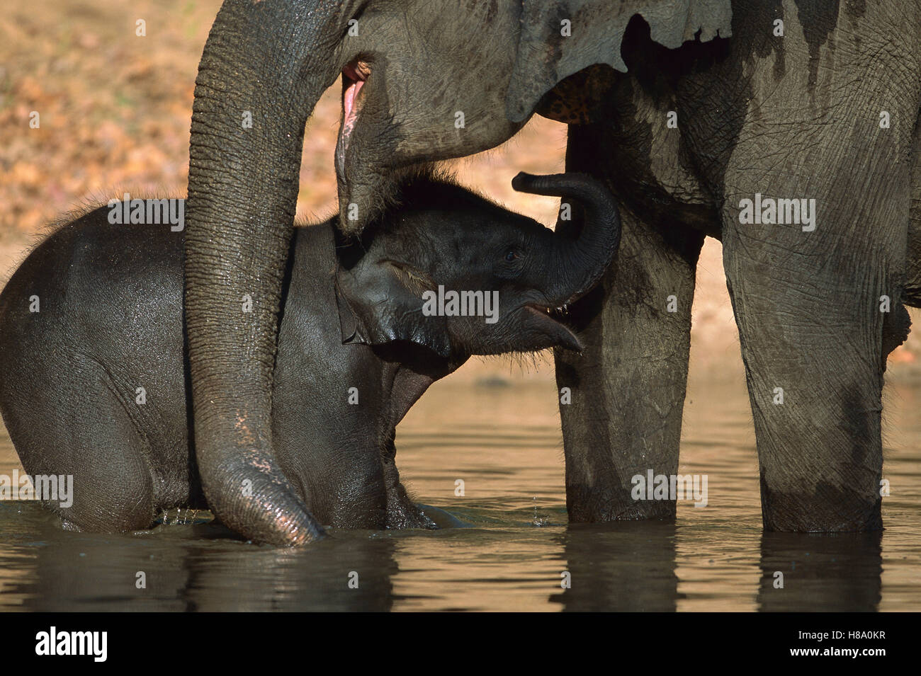 Asian Elephant (Elephas maximus) mother and baby, domestic animal ...