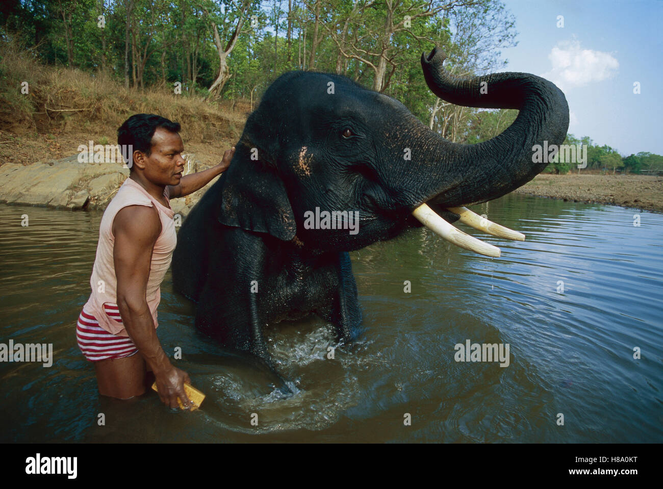 Asian Elephant (Elephas maximus) being washed by mahout, domestic ...