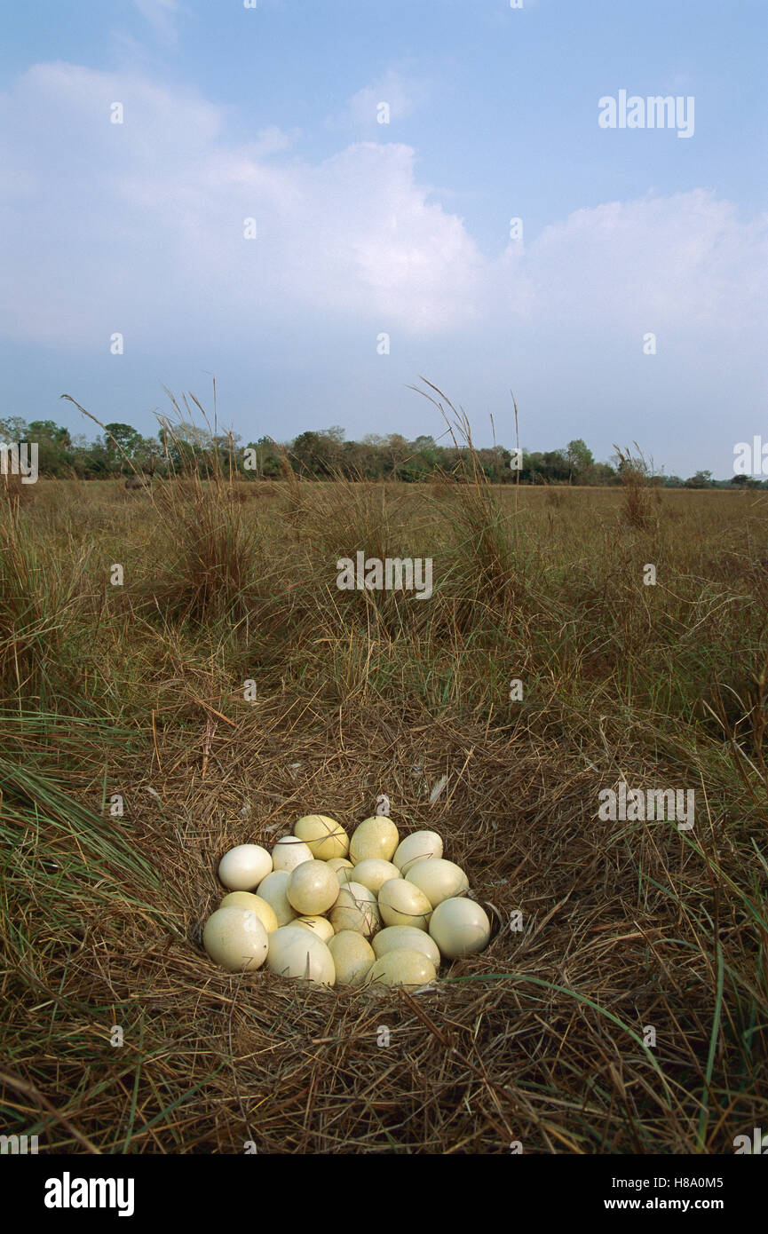 Greater Rhea (Rhea americana) eggs in nest, Pantanal, Brazil Stock ...
