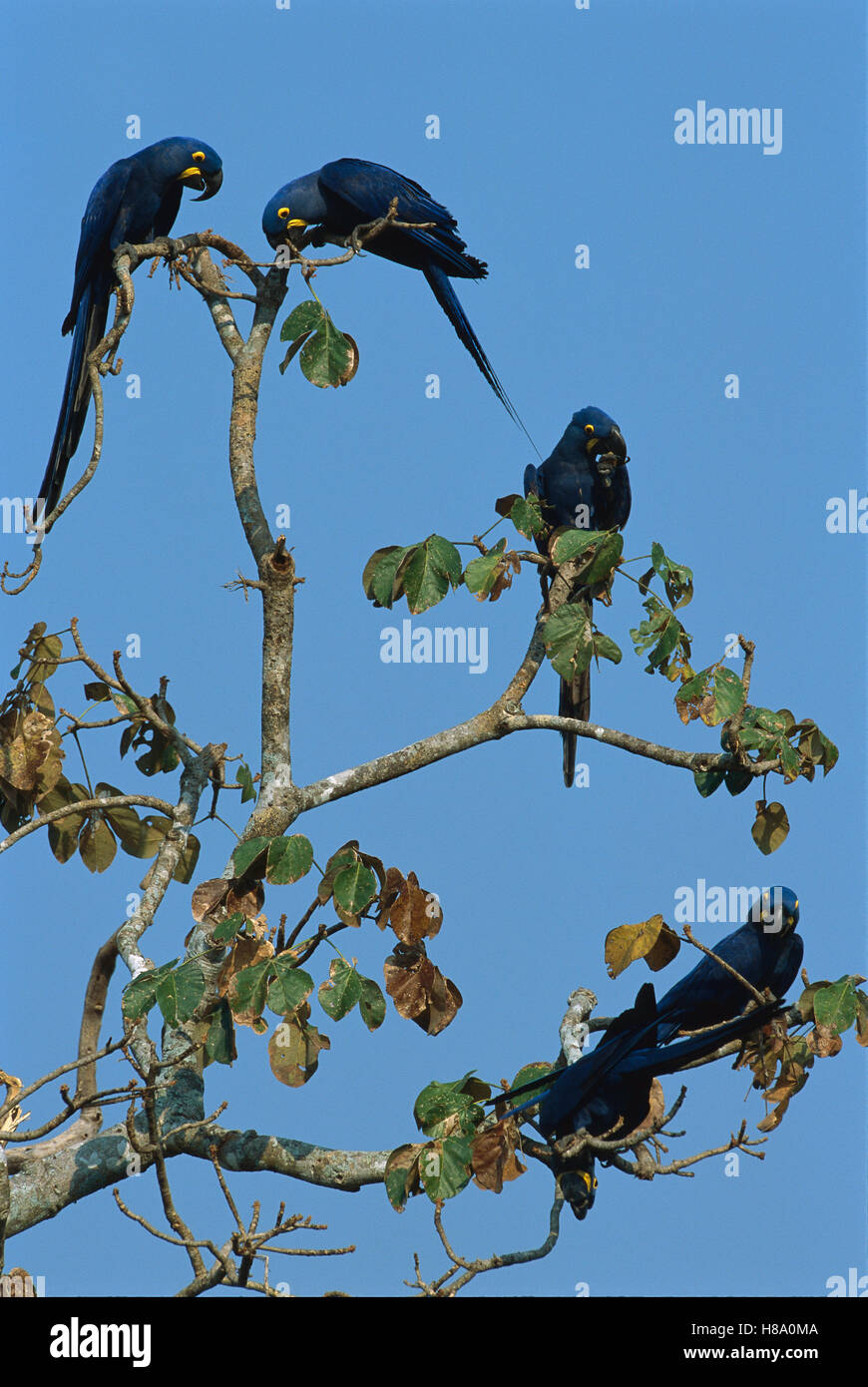 Hyacinth Macaw (Anodorhynchus hyacinthinus) group in tree, Pantanal ...