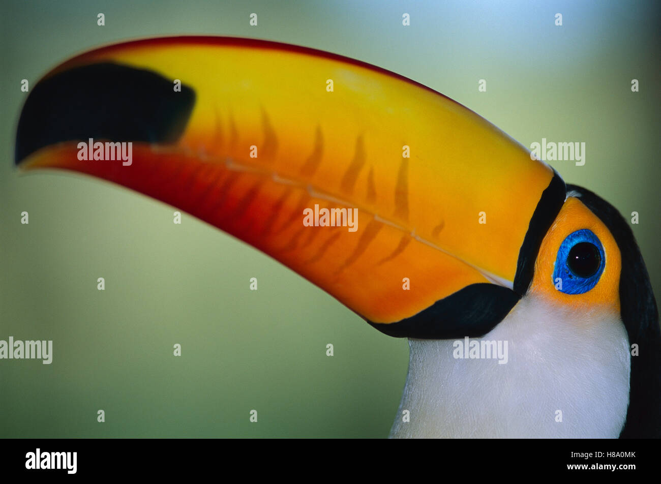 Toco Toucan (Ramphastos toco) portrait, southern Pantanal, Brazil Stock ...