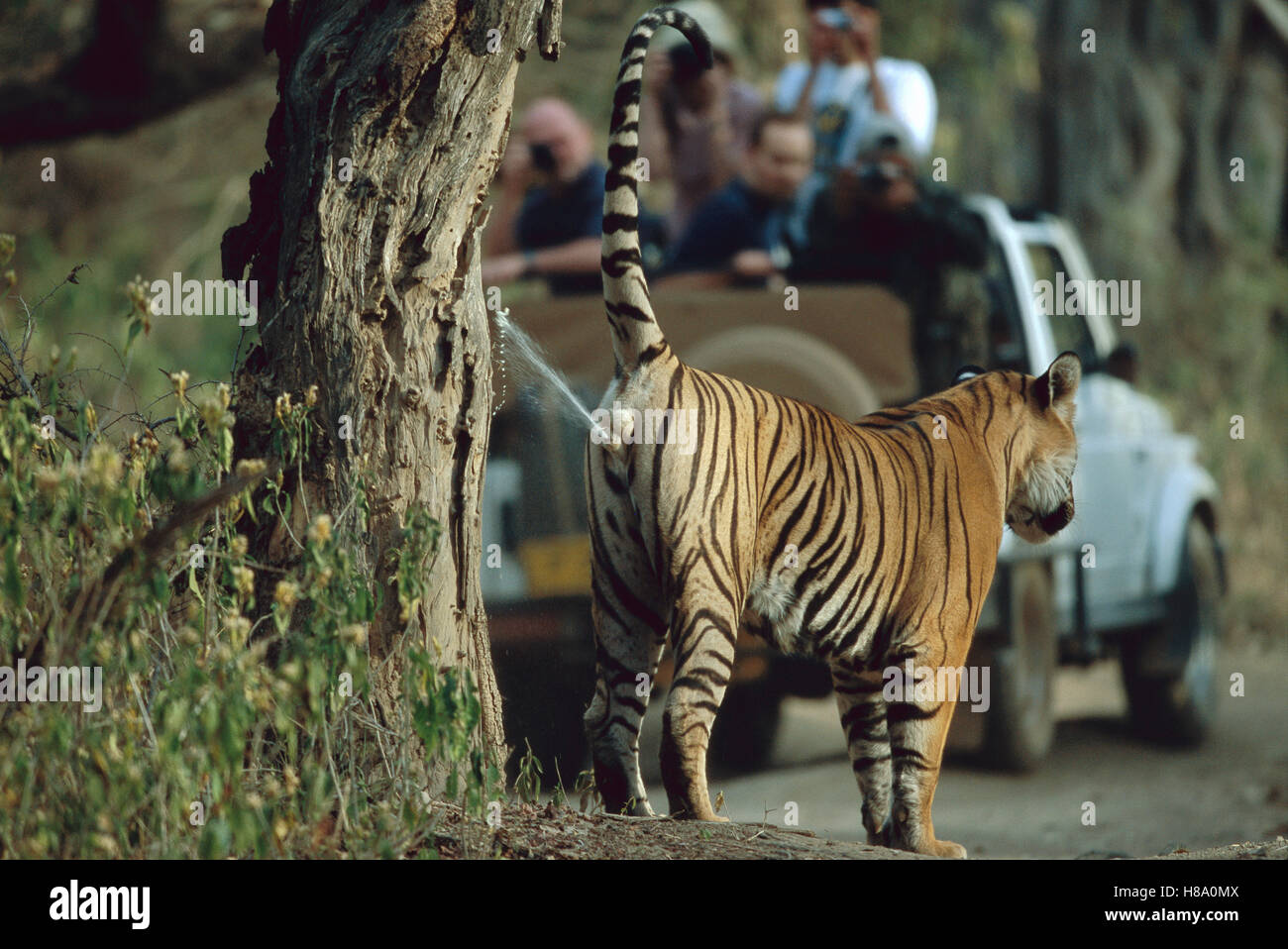 Bengal Tiger (Panthera tigris tigris) juvenile male, marking territory ...