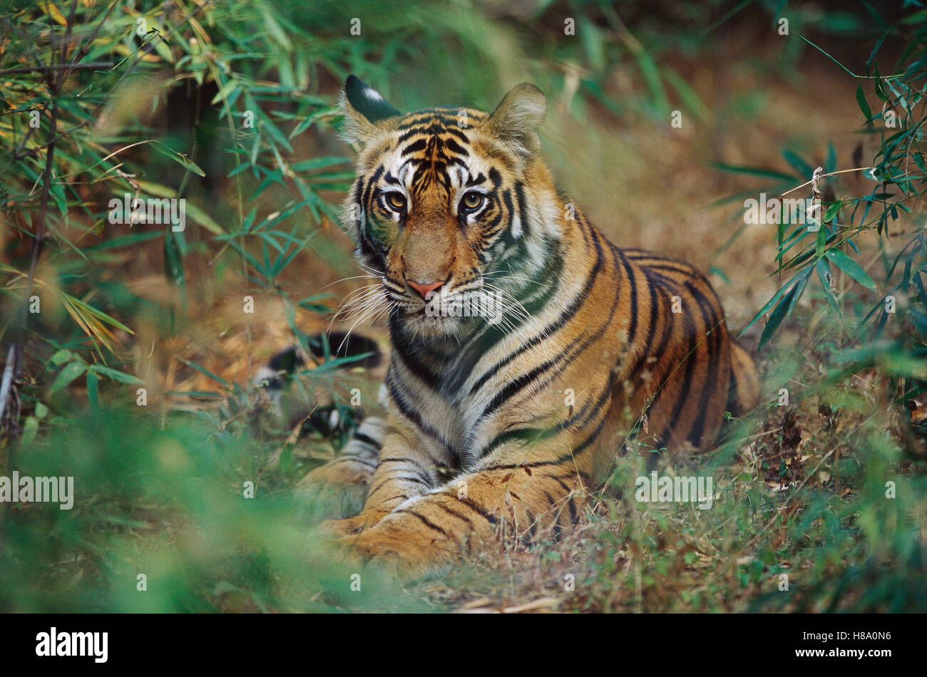 Bengal Tiger (Panthera tigris tigris) juvenile in bamboo forest, Bandhavgarh National Park ...