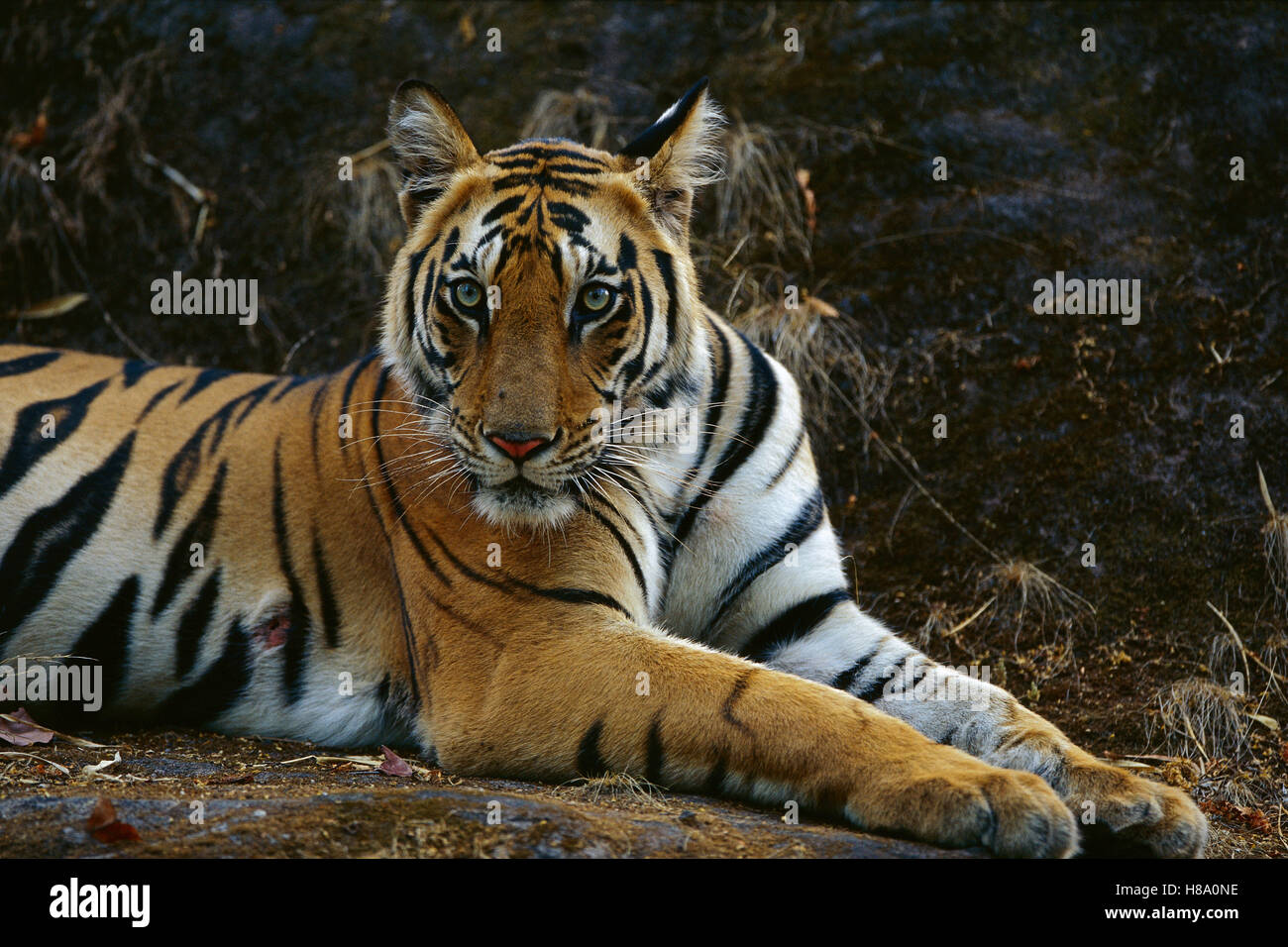 Bengal Tiger (Panthera tigris tigris) juvenile female, Bandhavgarh National Park, India Stock ...