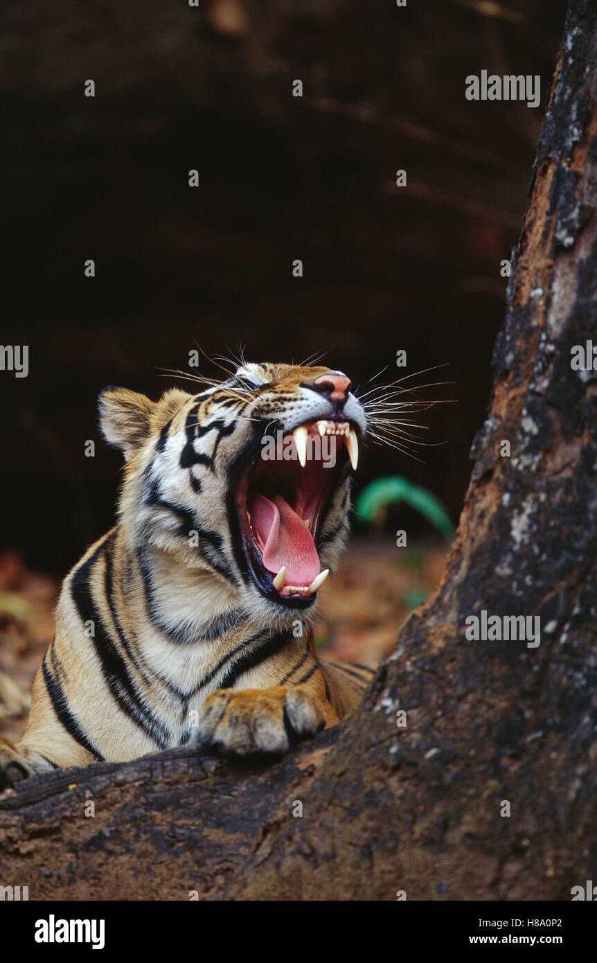 Bengal Tiger (Panthera tigris tigris) juvenile male yawning, Bandhavgarh National Park, India ...