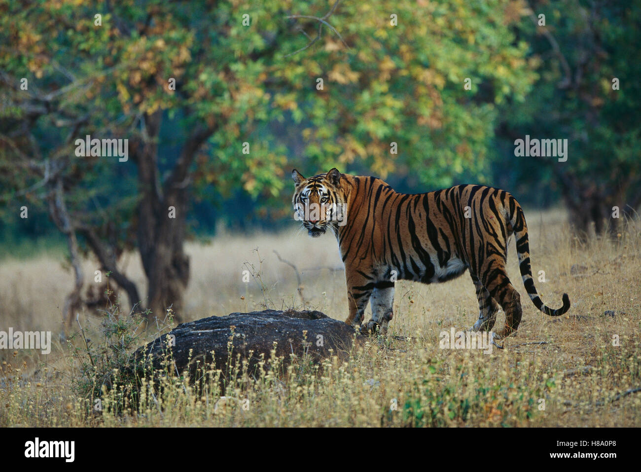 Bengal Tiger (Panthera tigris tigris) male in forest clearing ...