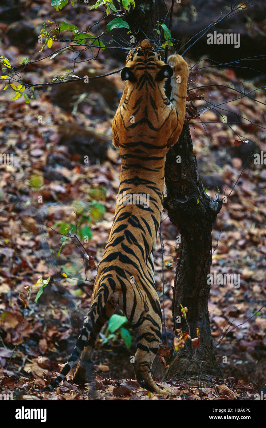 Bengal Tiger (Panthera tigris tigris) juvenile female stretching, Bandhavgarh National Park ...