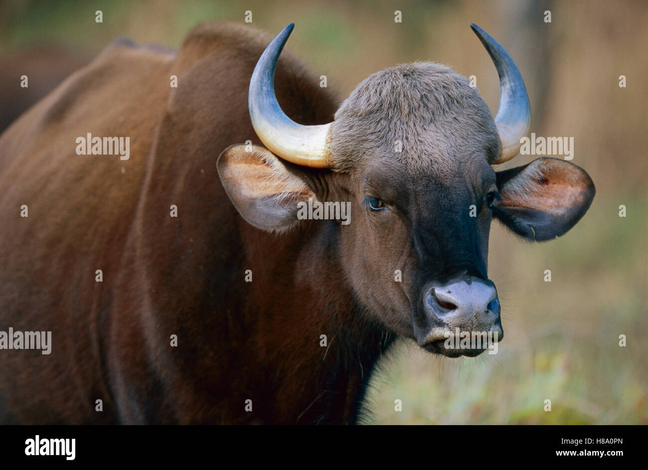Gaur (Bos gaurus) female, Kanha National Park, India Stock Photo - Alamy