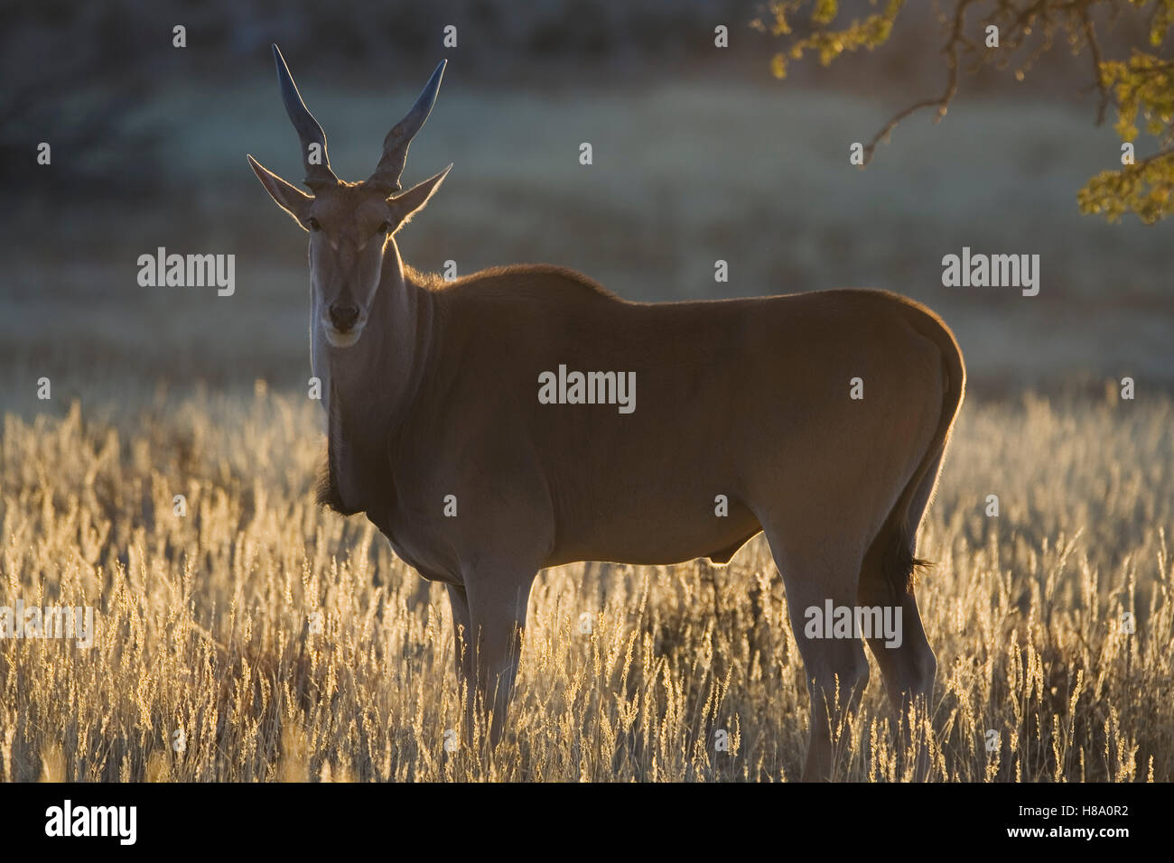 Common Eland (Tragelaphus oryx) antelope in early morning, dry season ...