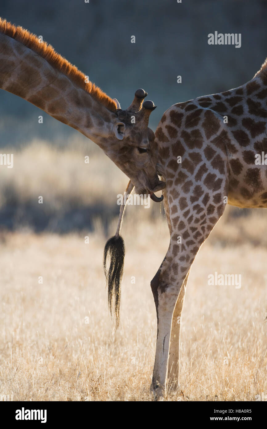 Giraffe (Giraffa camelopardalis) male licking female's urine to ...