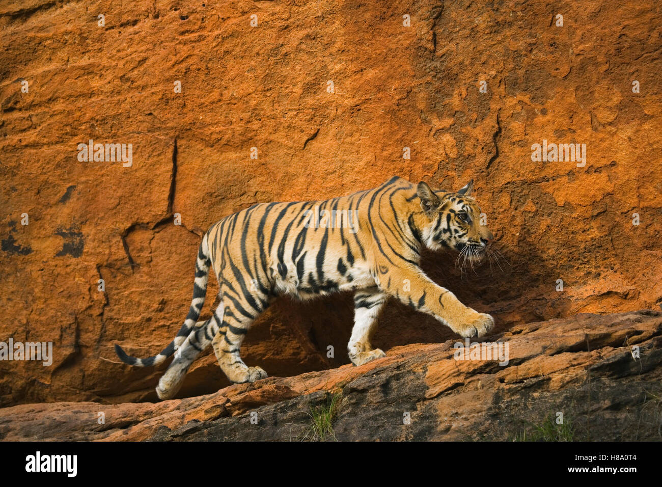 Bengal Tiger (Panthera tigris tigris) 11 months old cub walking on ...