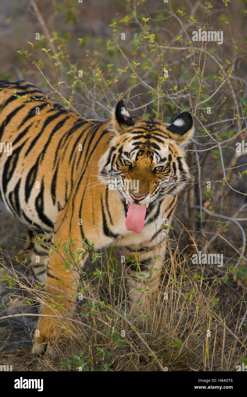 Bengal Tiger (Panthera tigris tigris) 17 month old juvenile showing ...