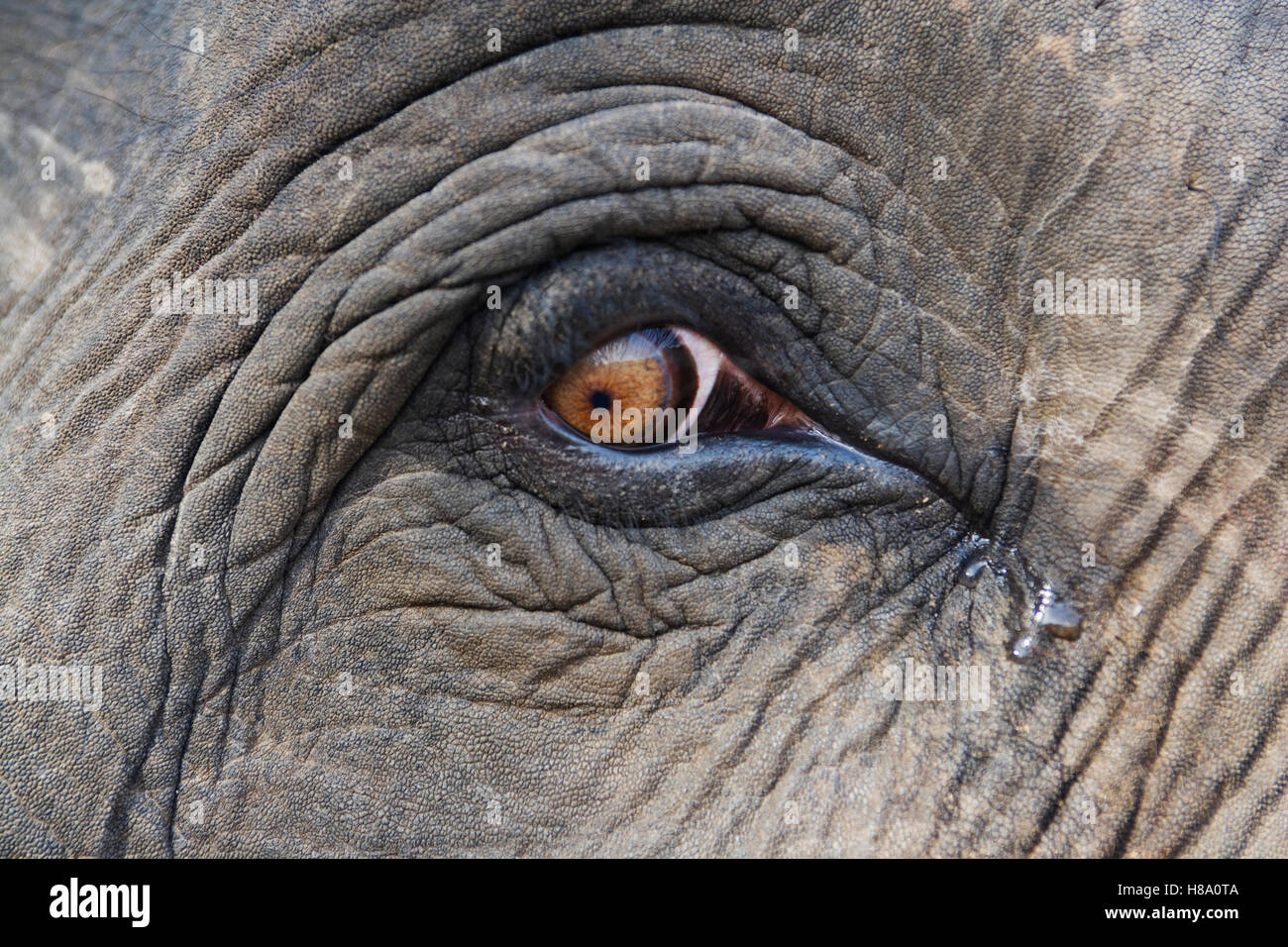 Asian Elephant (Elephas maximus) eye, Bandhavgarh National Park, India ...
