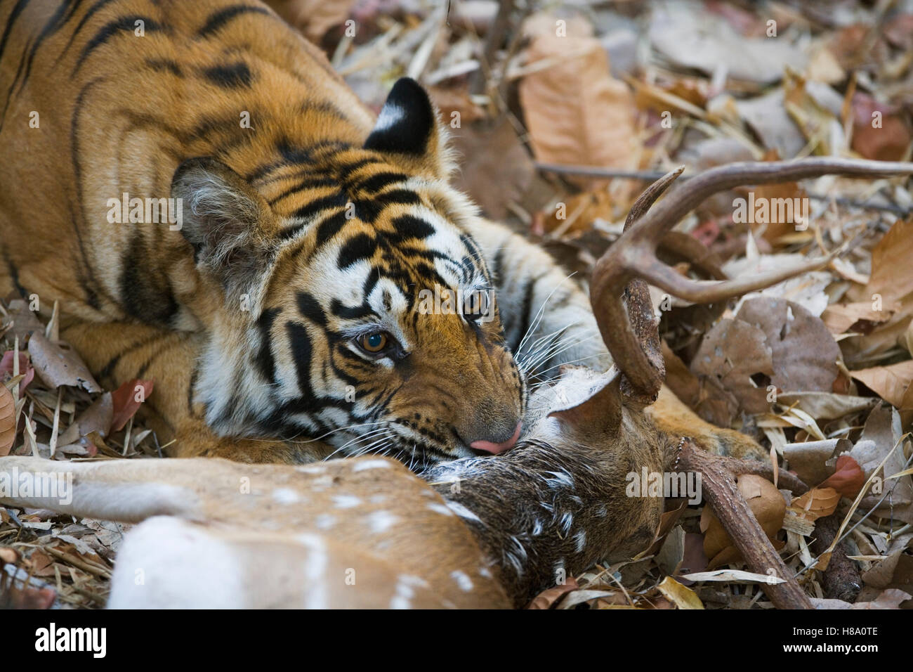 Bengal Tiger (Panthera tigris tigris) female killing a male Spotted ...