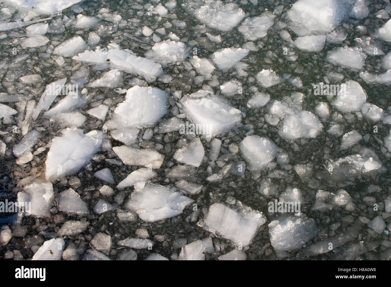Small ice pieces floating in fjord after collapse of large iceberg ...