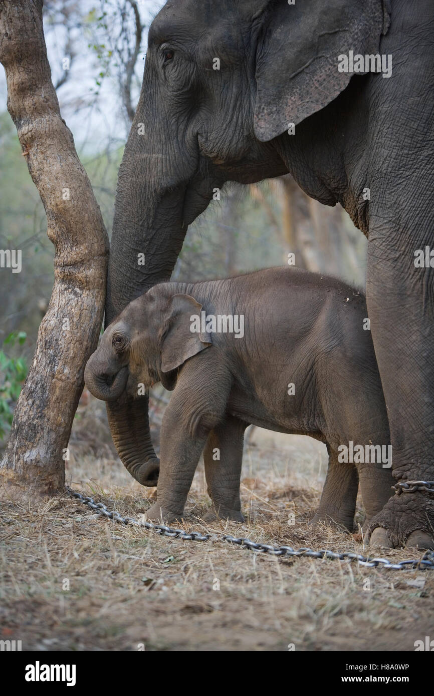 Asian Elephant (Elephas maximus) 4 week old calf and chained mother ...
