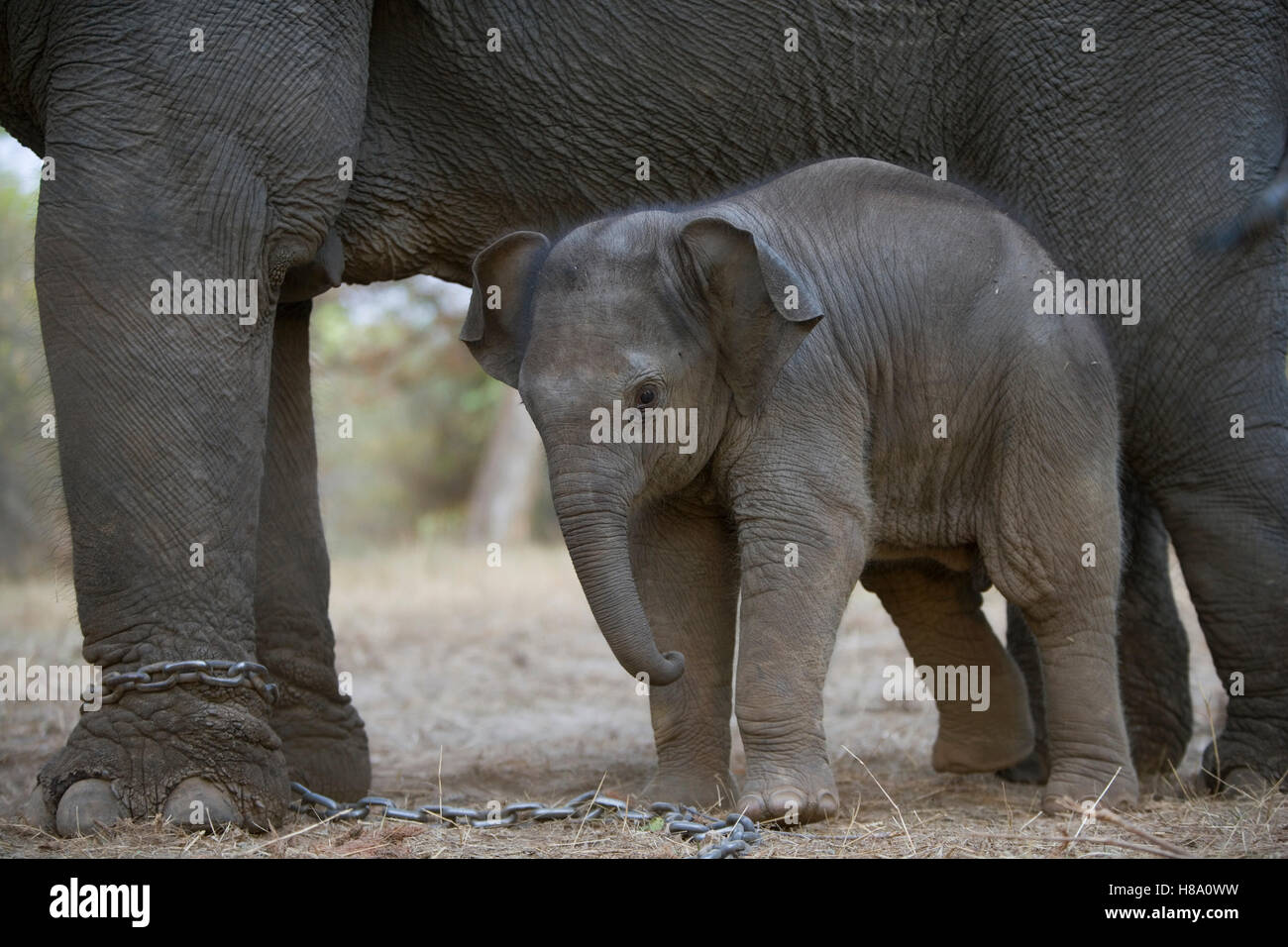 Asian Elephant (Elephas maximus) 4 week old calf next to chained mother ...