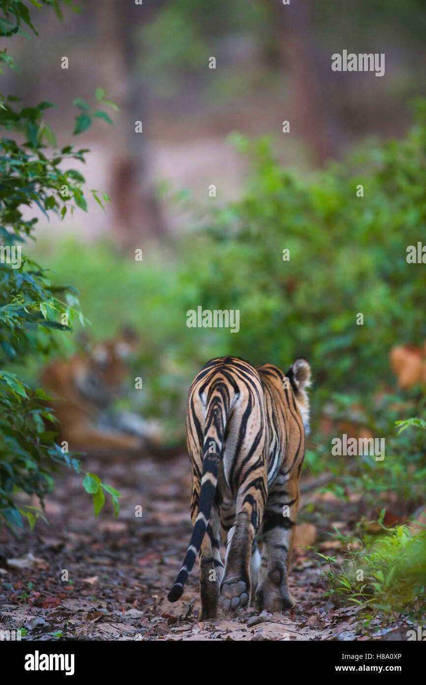 Bengal Tiger (Panthera tigris tigris) 16 month old juvenile walking away in forest, dry season ...