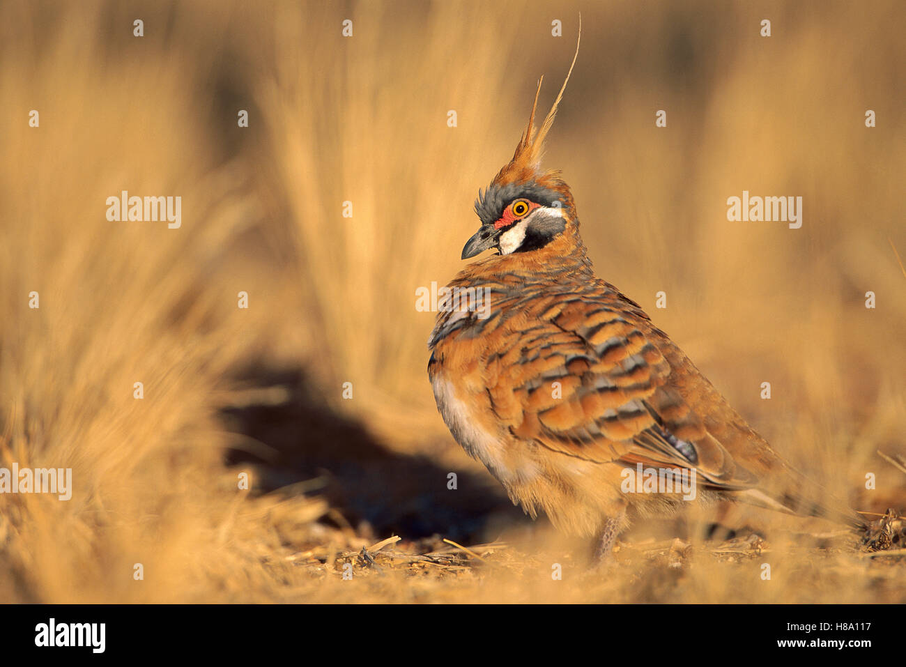 Spinifex Pigeon (Geophaps plumifera) portrait, Australia Stock Photo ...