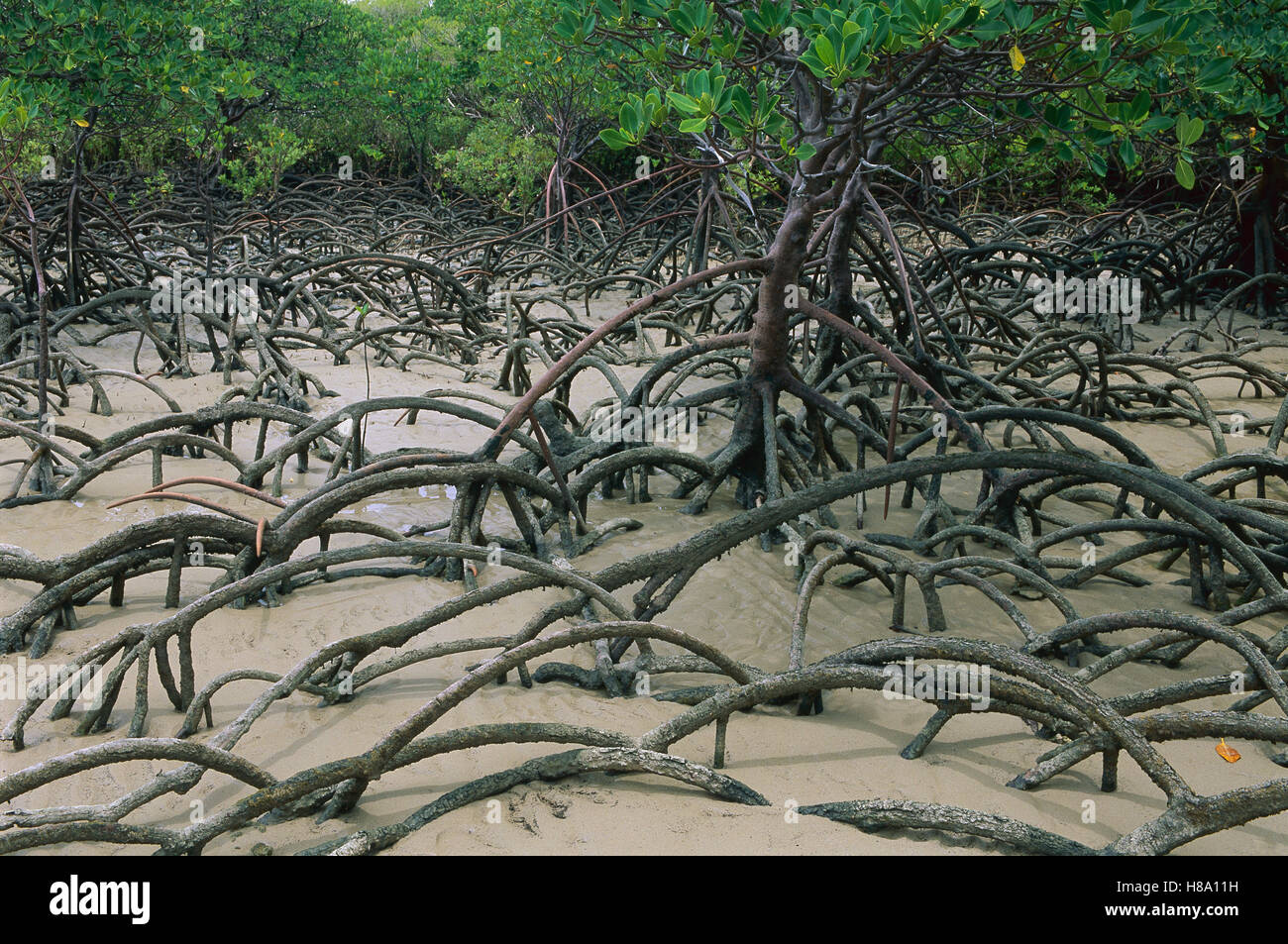 Mangrove root system exposed during low tide, Australia Stock Photo - Alamy