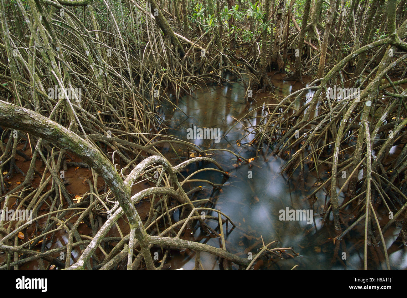 Mangrove root system exposed during low tide, Australia Stock Photo - Alamy