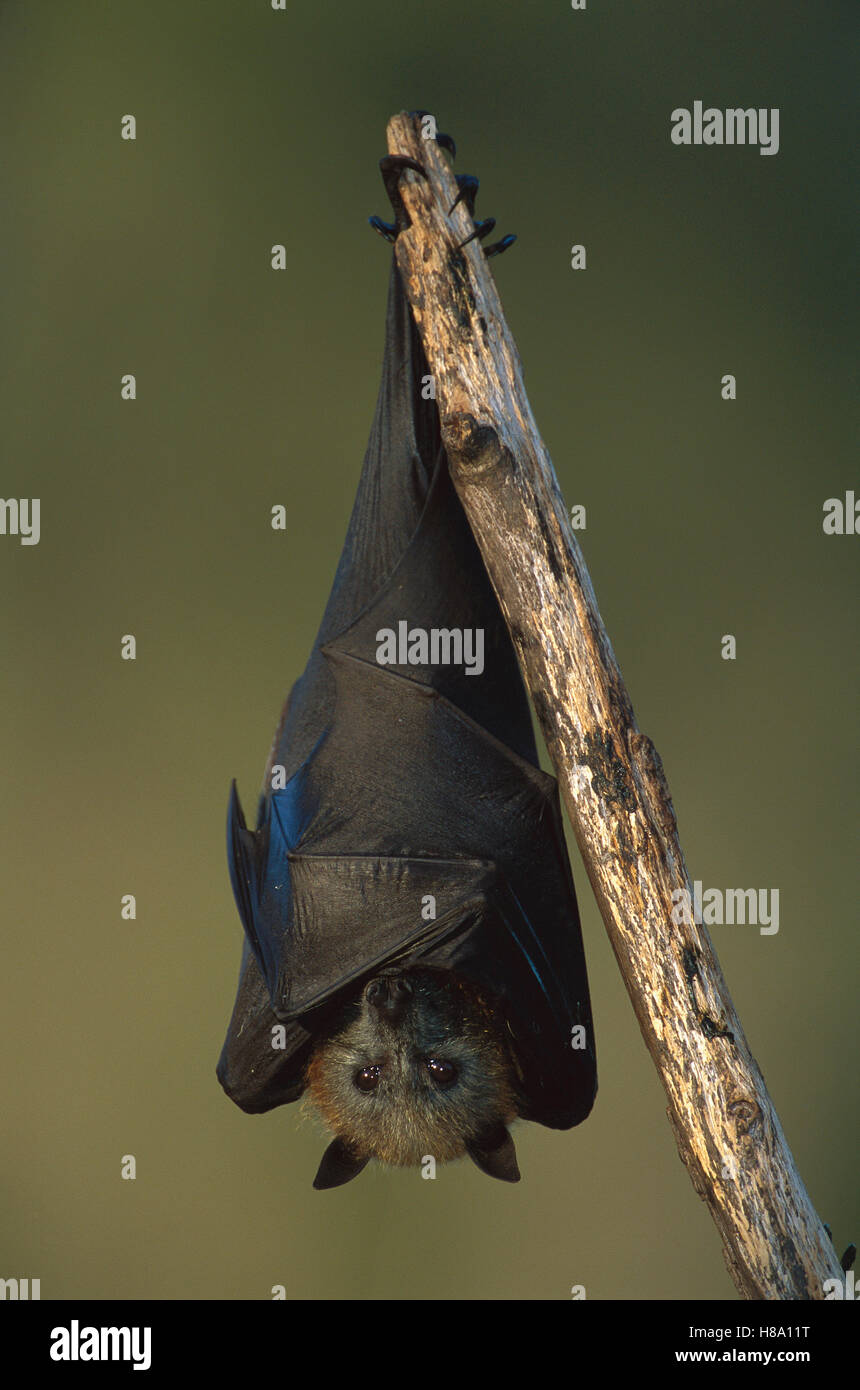 Gray-headed Flying Fox (Pteropus poliocephalus) roosting, Ipswich ...