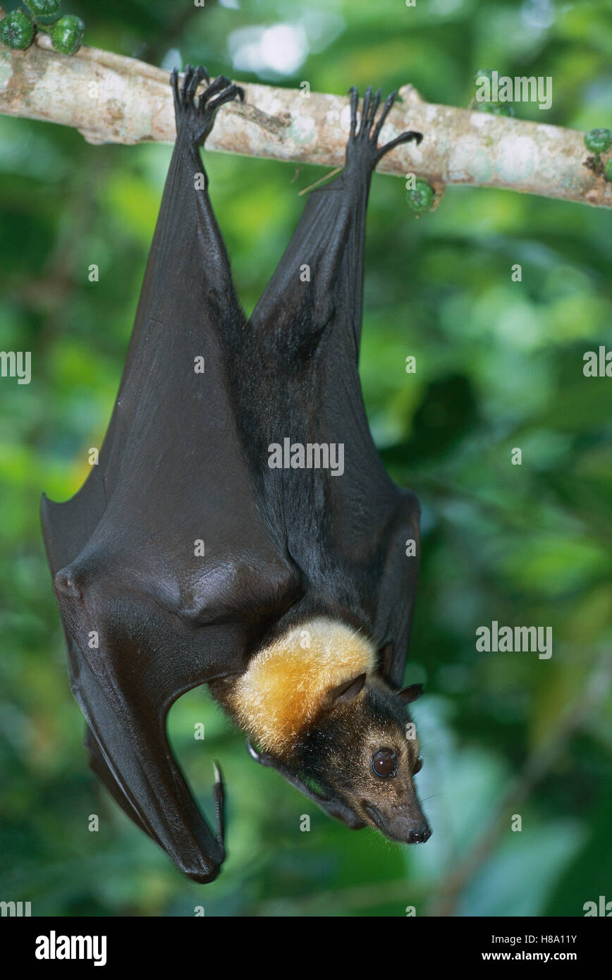 Spectacled Flying Fox (Pteropus conspicillatus) hanging in fig tree ...