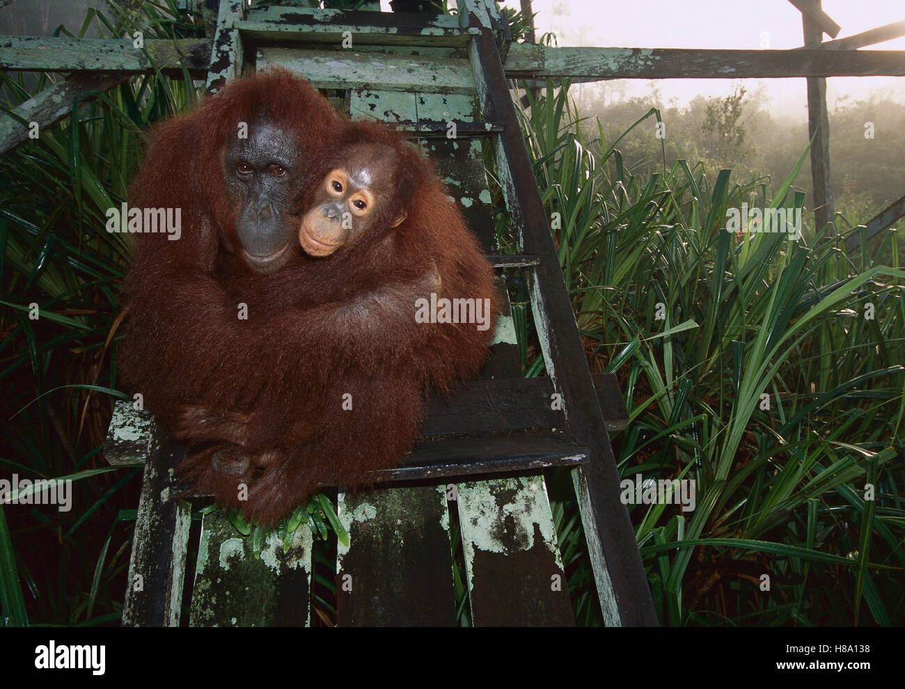 Orangutan (Pongo pygmaeus) mother and juvenile on observation tower ...