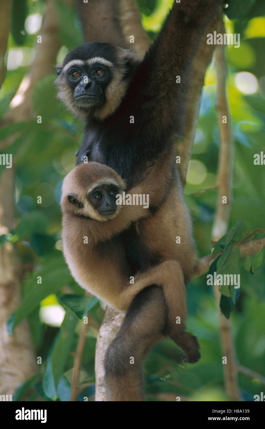 Müller's Bornean Gibbon (Hylobates muelleri) mother and baby hanging in ...