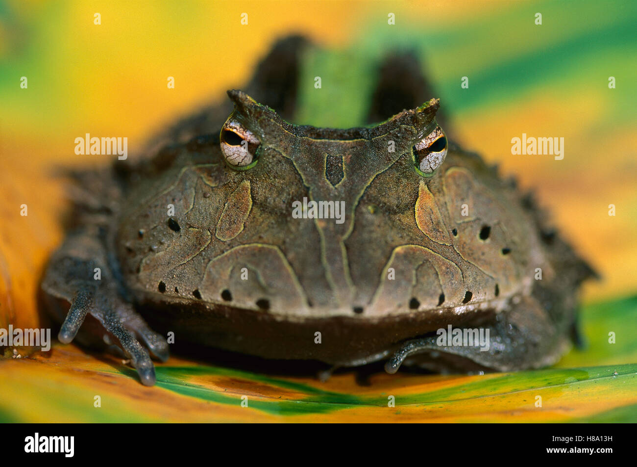 Amazon Horned Frog (Ceratophrys cornuta) on leaf, Tambopata River, Peru ...