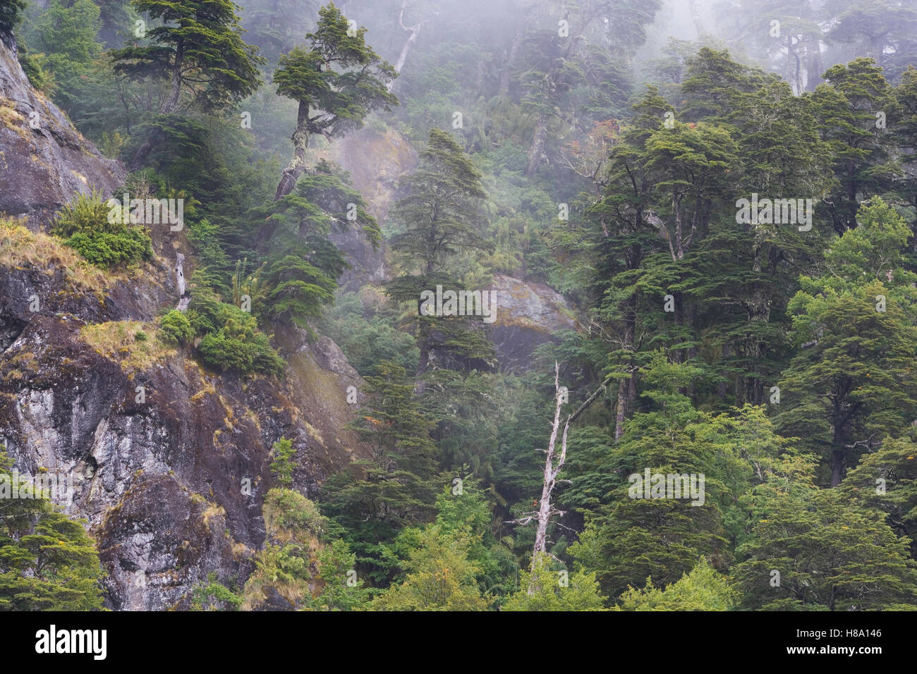 Andean forest on steep cliff, Argentina Stock Photo - Alamy
