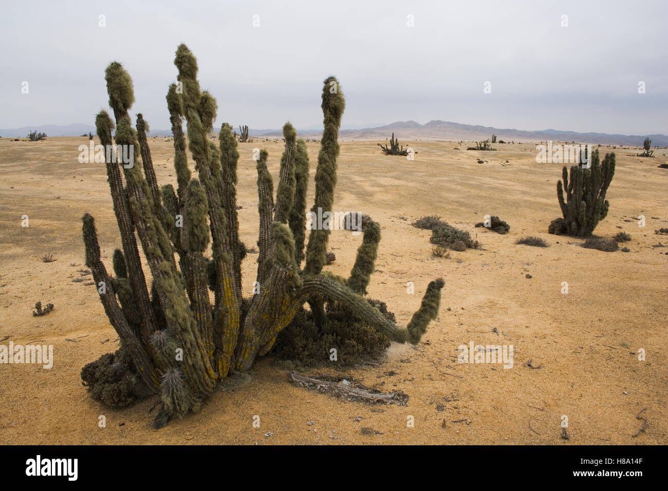 Cacti near the coast where regular fog enables growth of lichens on the ...