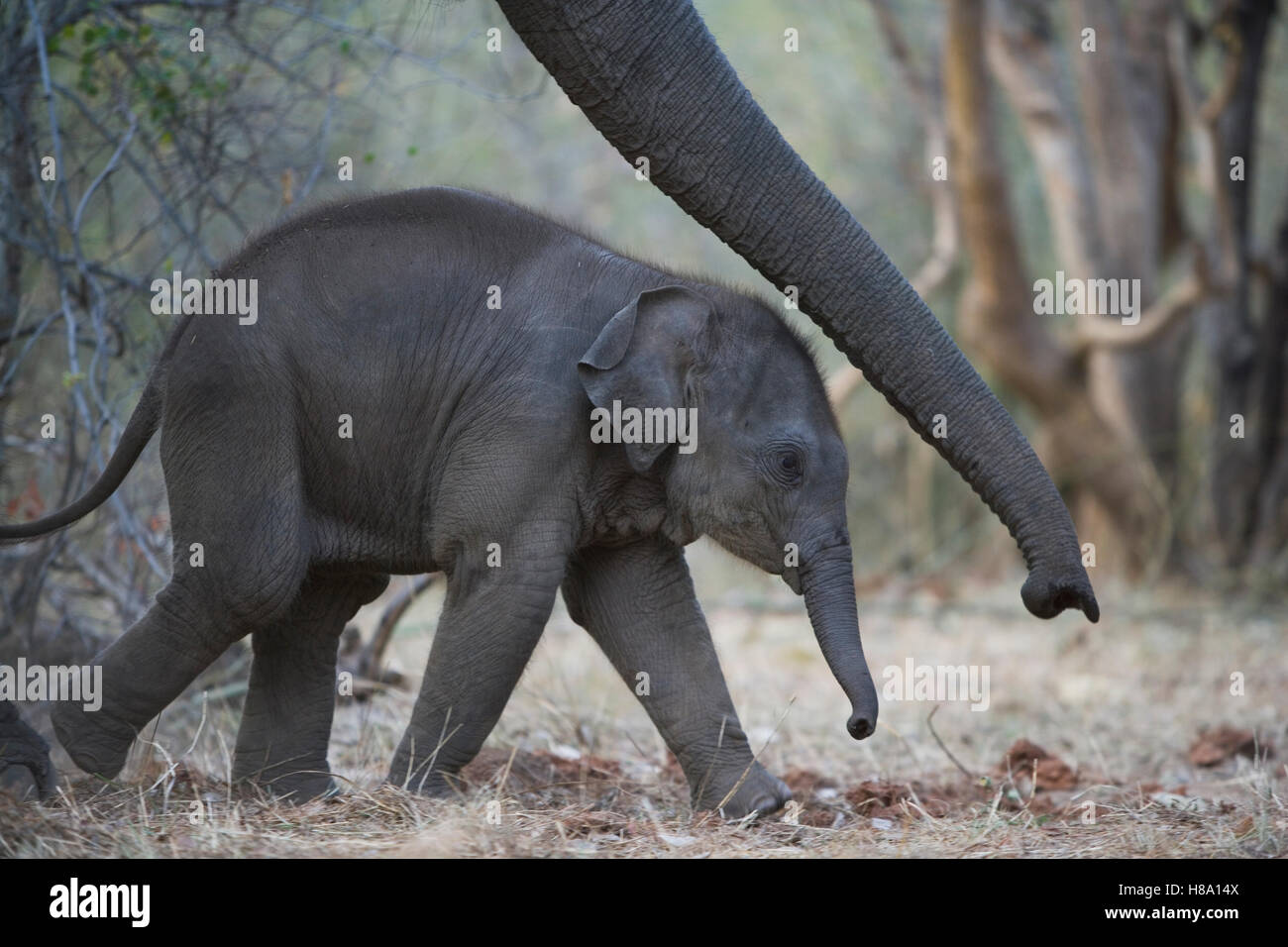 Asian Elephant (Elephas maximus) calf, four weeks old, below mother's ...