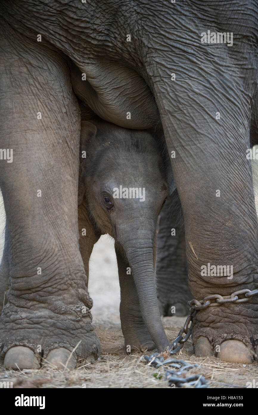 Asian Elephant (Elephas maximus) calf, four weeks old, underneath ...