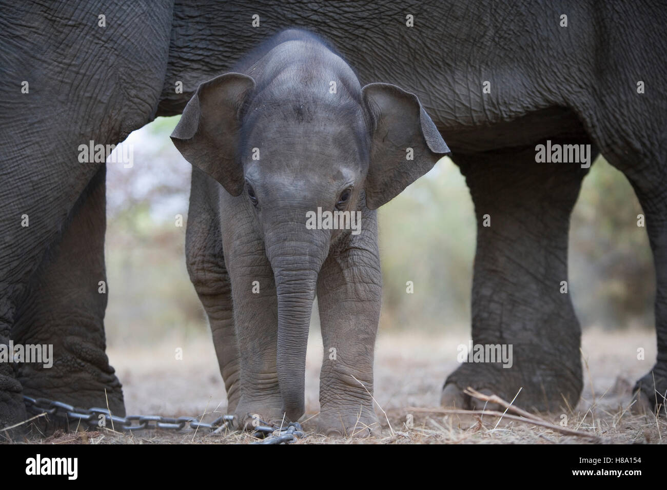 Asian Elephant (Elephas maximus) calf underneath mother's belly, the ...