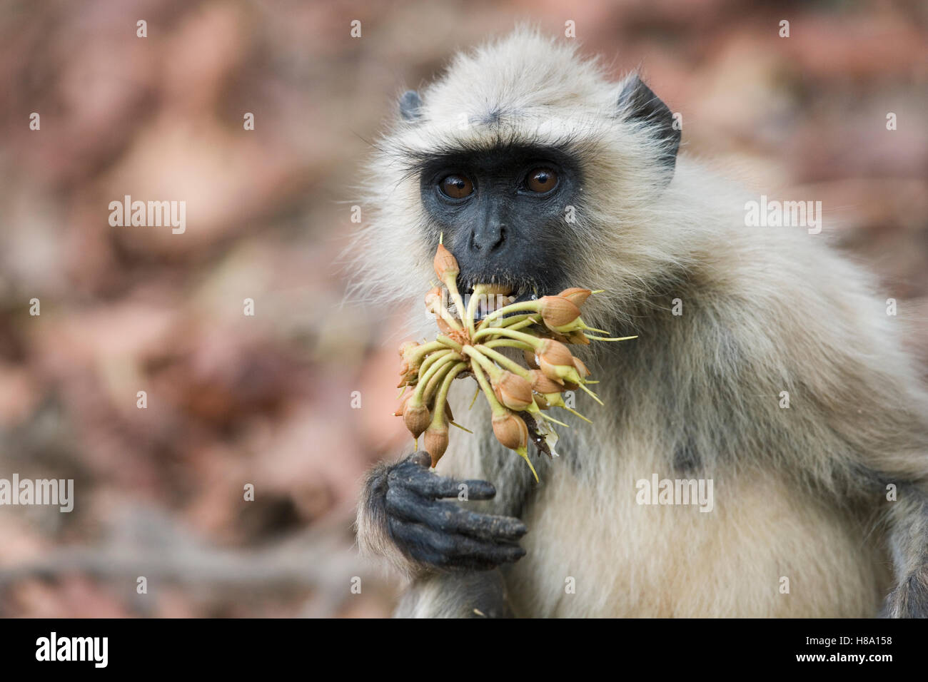 Hanuman Langur (Semnopithecus entellus) eating mahua fruit in April ...