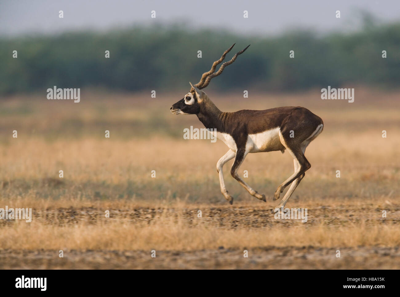 Blackbuck (Antilope cervicapra) male running in dry clay pan during the ...