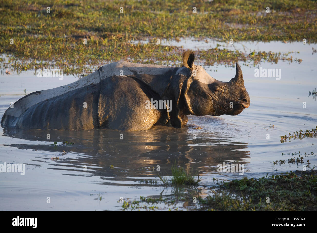 Indian Rhinoceros (Rhinoceros unicornis) in water whole, Kaziranga ...