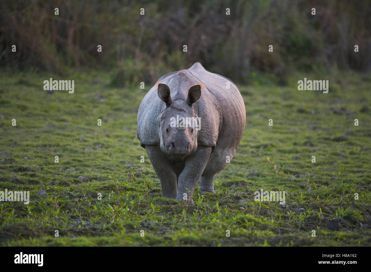 Indian Rhinoceros (Rhinoceros unicornis) portrait, Kaziranga National ...